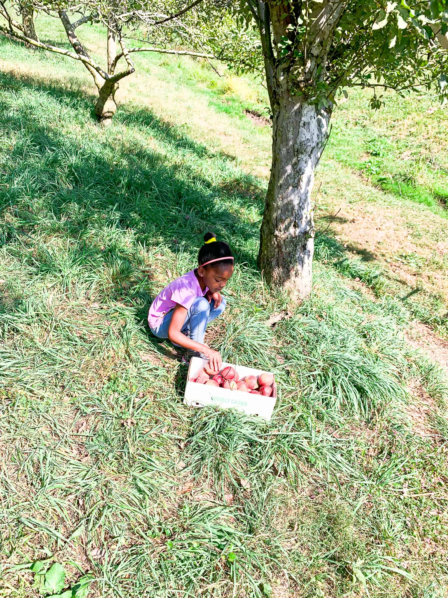 Going Apple Picking - Fall Family Traditions - Fall Activities for ...